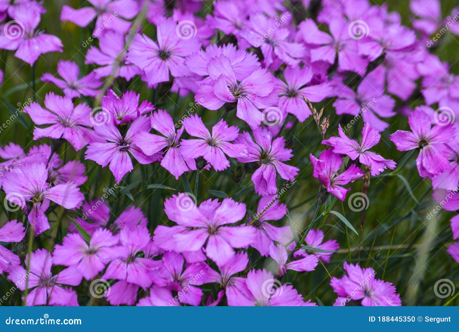 Wild carnation stock photo. Image of carnations, color - 188445350