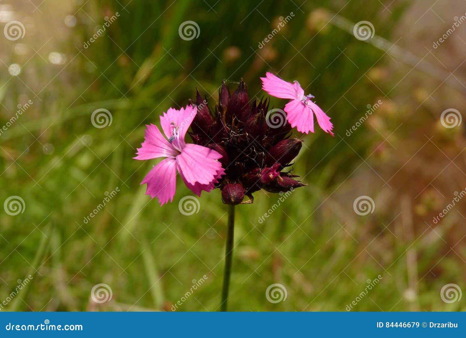 Wild carnation flower stock image. Image of field, botanical - 84446679