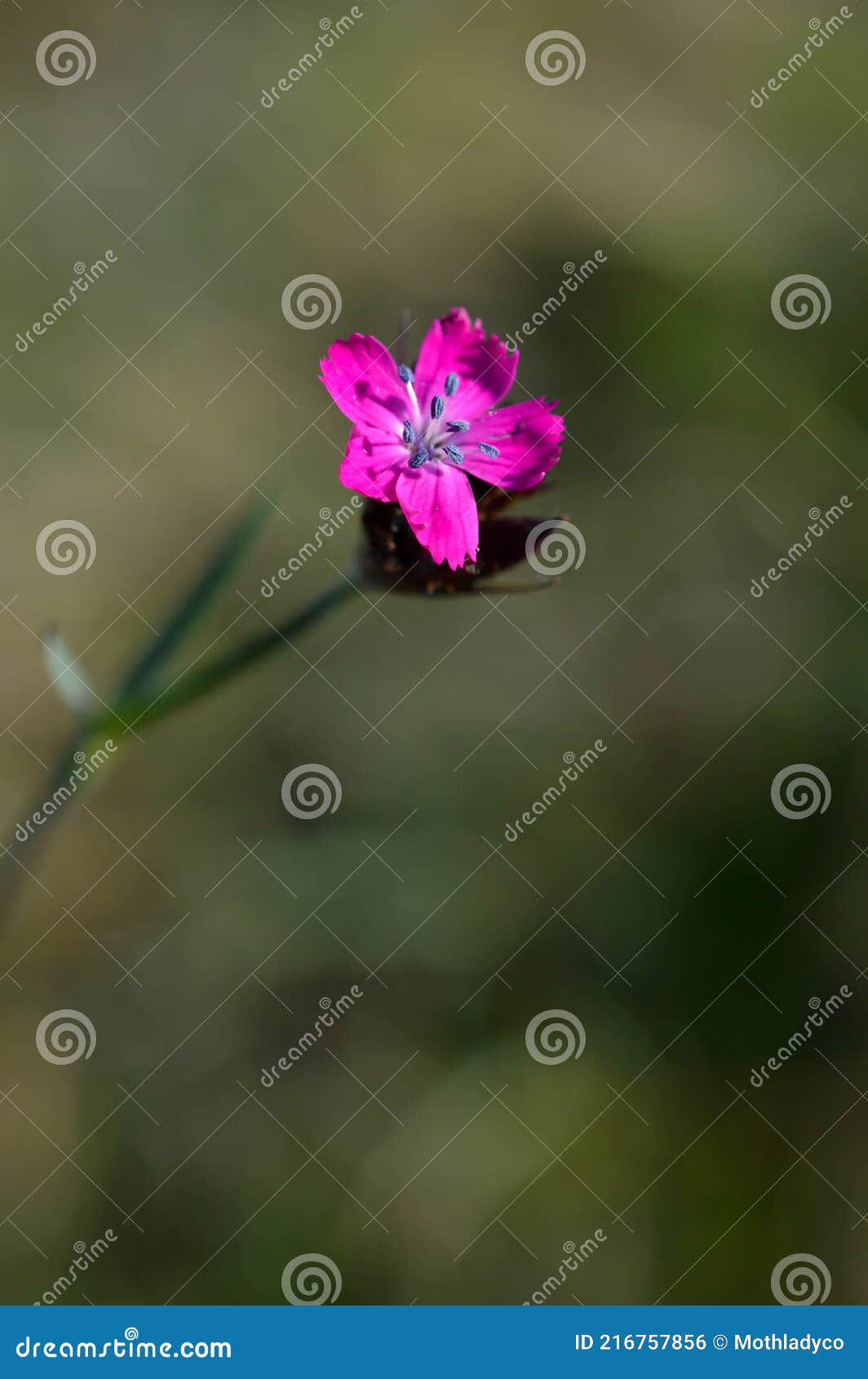 Wild Carnation Flower in Nature Stock Photo - Image of lovely, field ...