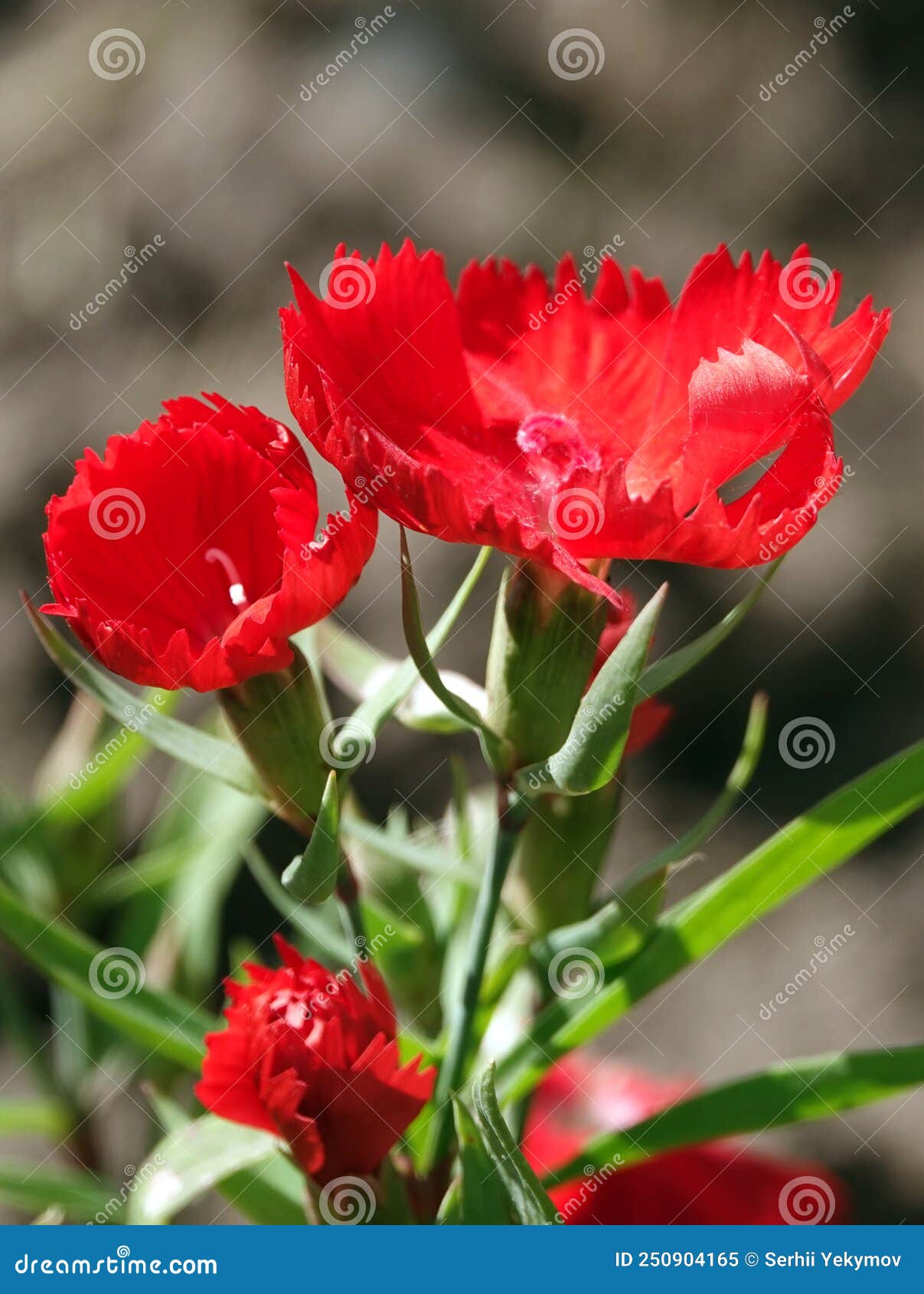 Wild Carnation Flowers - Field Stock Image - Image of gentle ...