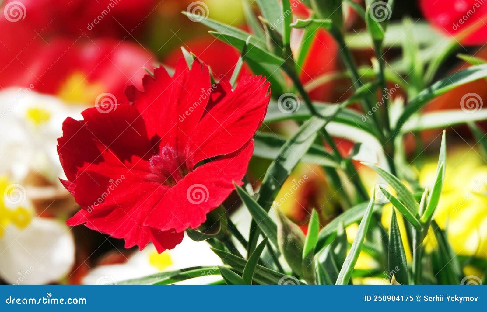 Wild Carnation Flowers - Field Stock Image - Image of flowerbed, cloves ...