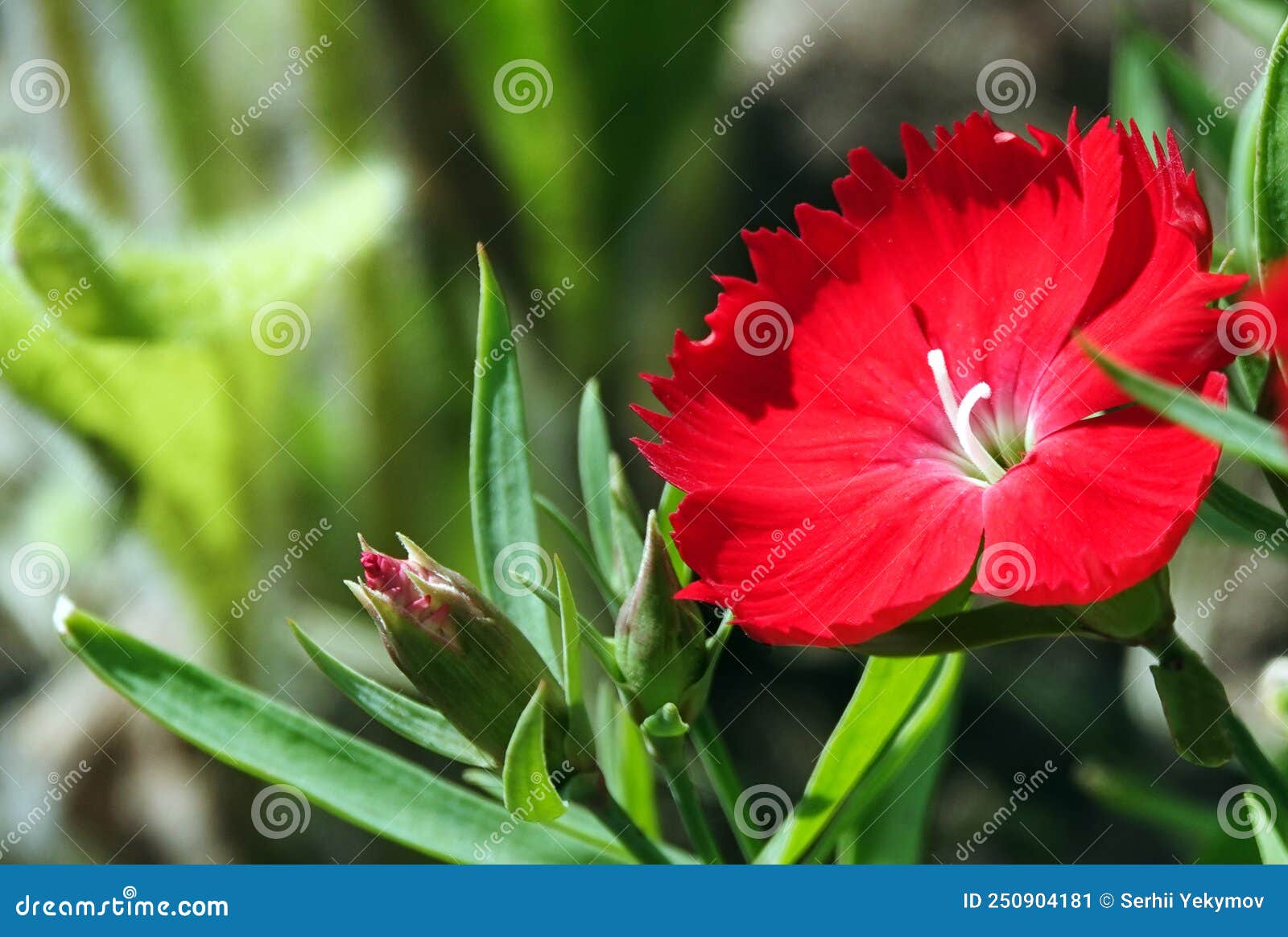 Wild Carnation Flowers - Field Stock Image - Image of decoration, park ...