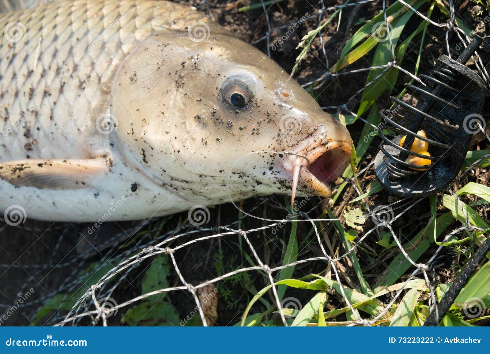 Wild Carp Lying in Landing Net with Hook in Mouth Stock Photo - Image ...