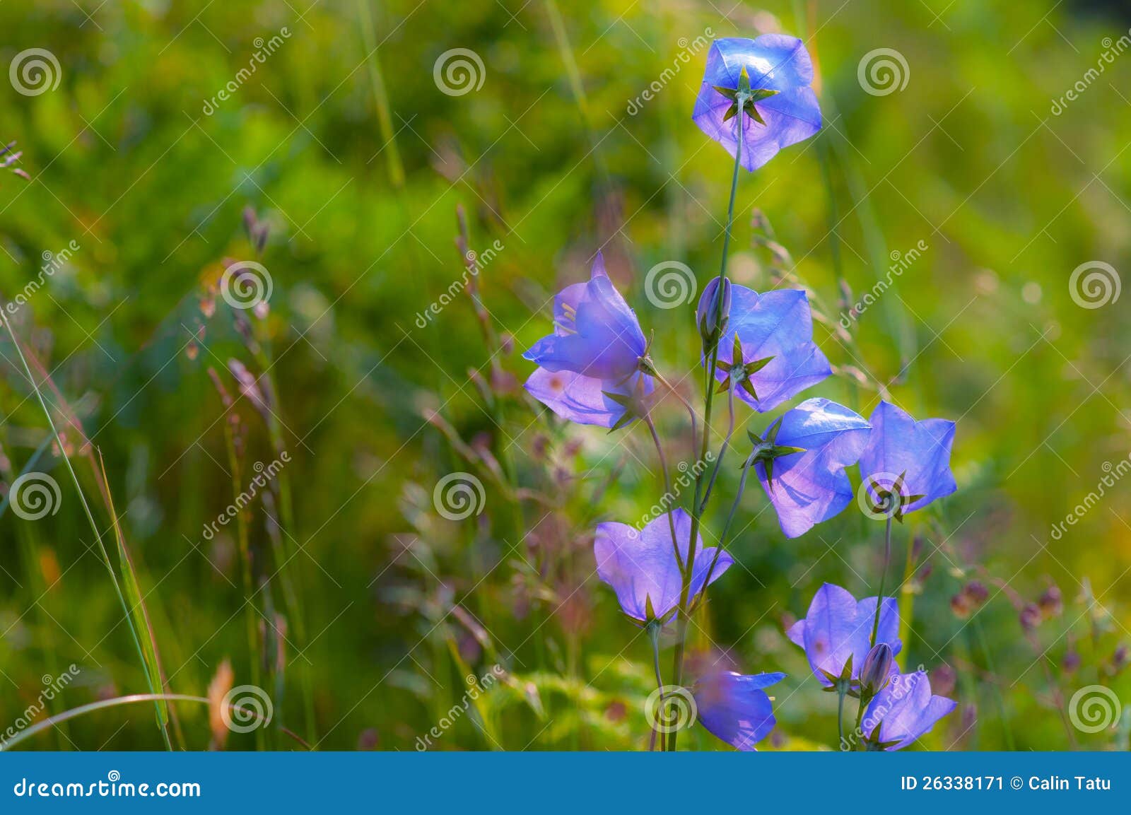 Wild Carpathian Bellflower Campanula Carpatica Stock Image - Image of ...