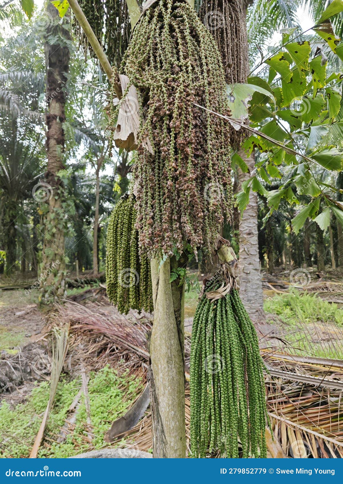 Wild Caryota Mitis Tree Growing in Wild Plantation Stock Image - Image ...