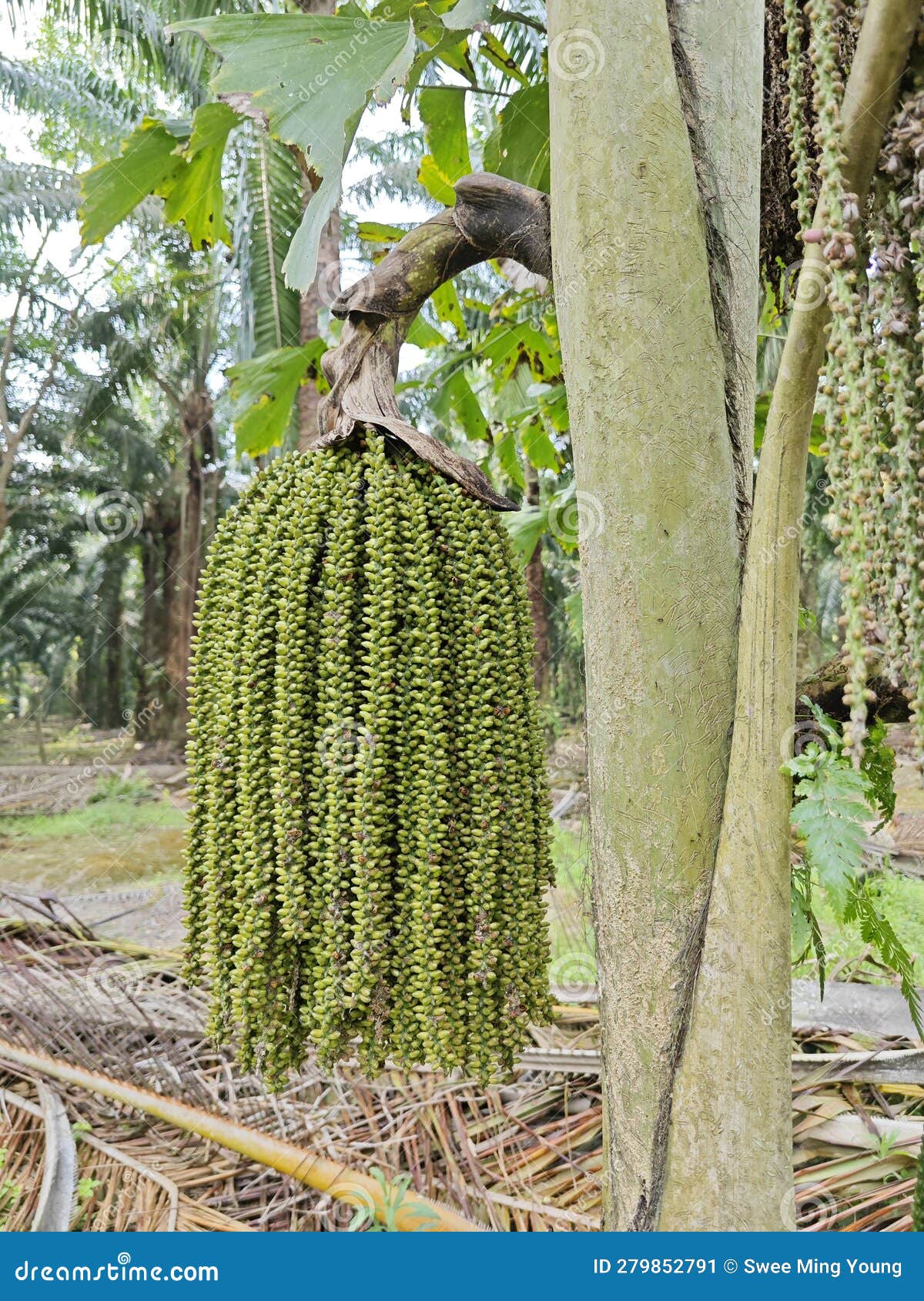 Wild Caryota Mitis Tree Growing in Wild Plantation Stock Image - Image ...