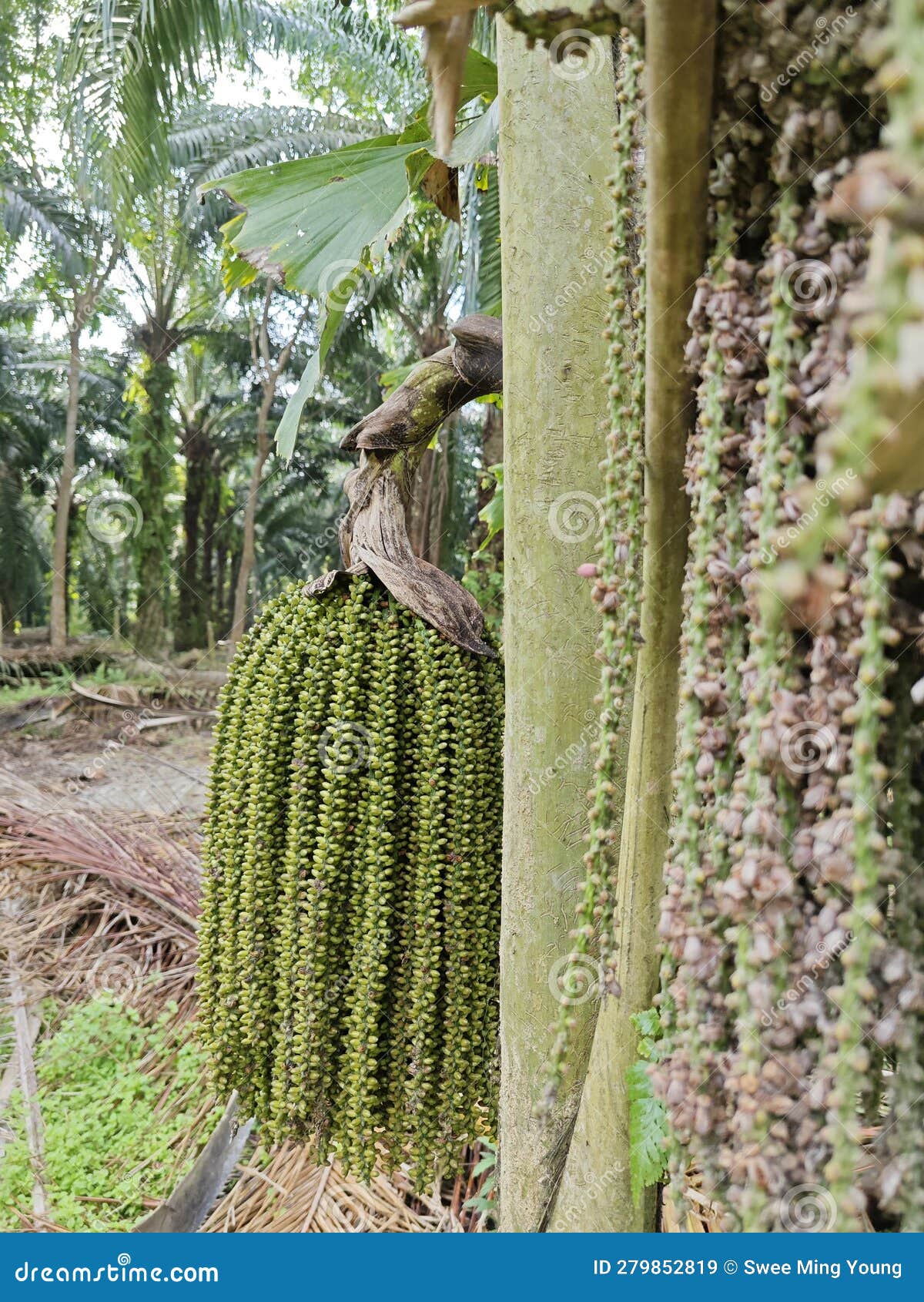Wild Caryota Mitis Tree Growing in Wild Plantation Stock Image - Image ...