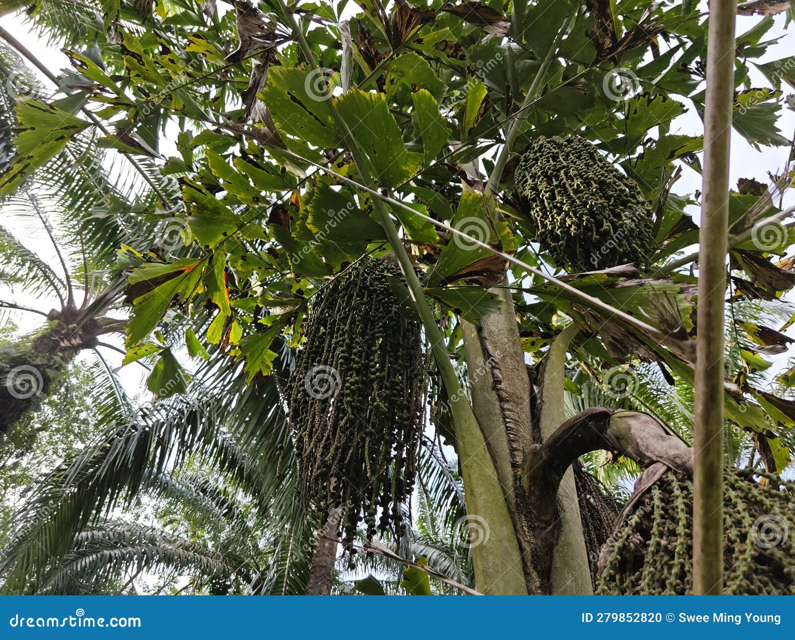 Wild Caryota Mitis Tree Growing in Wild Plantation Stock Photo - Image ...