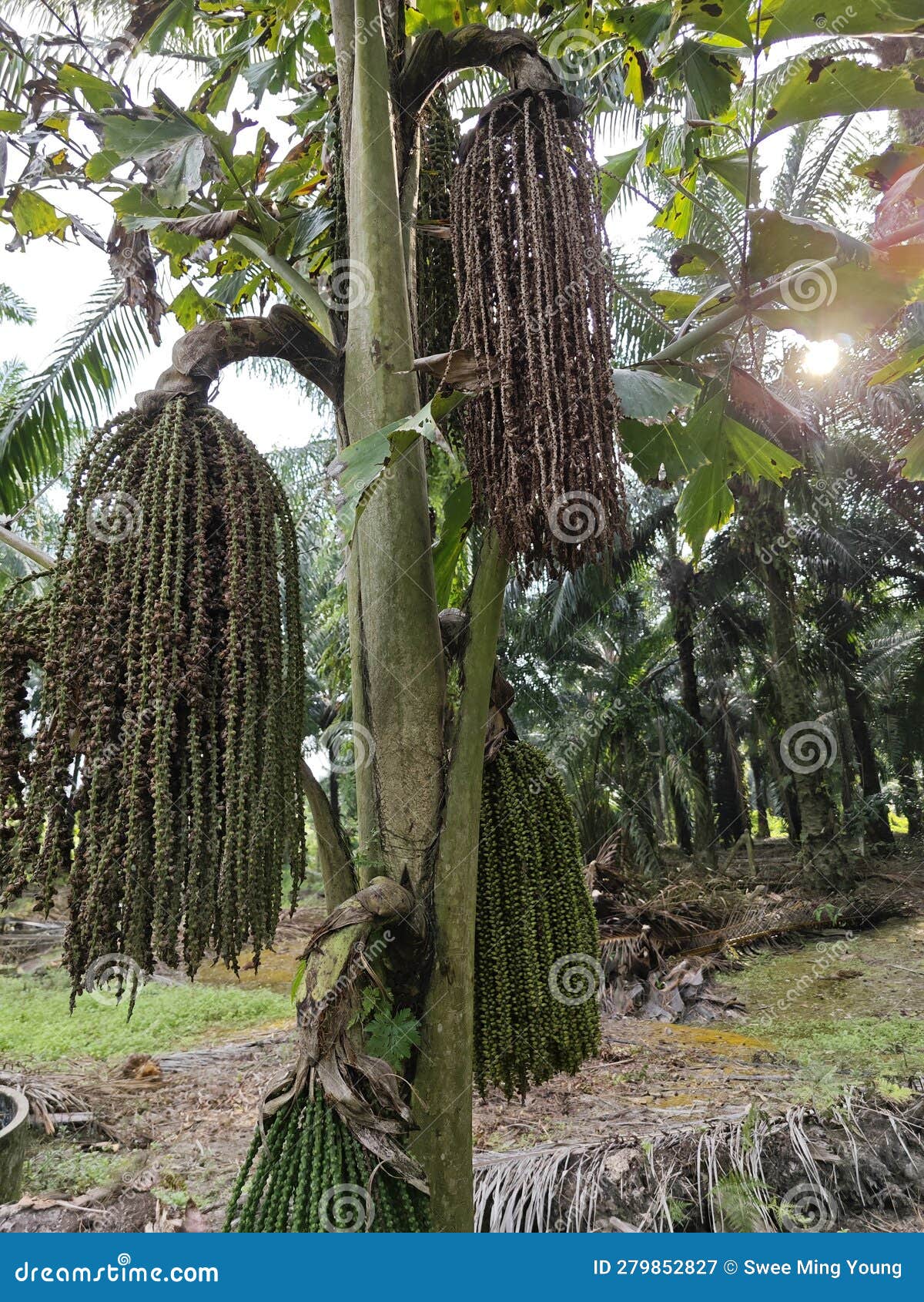 Wild Caryota Mitis Tree Growing in Wild Plantation Stock Image - Image ...