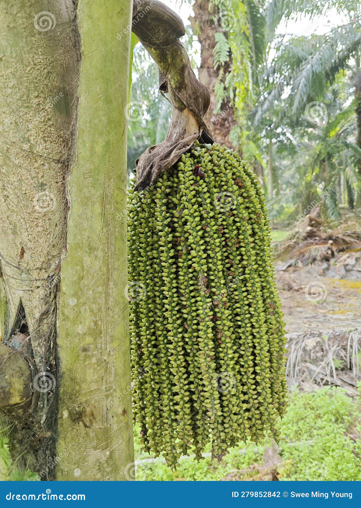 Wild Caryota Mitis Tree Growing in Wild Plantation Stock Photo - Image ...