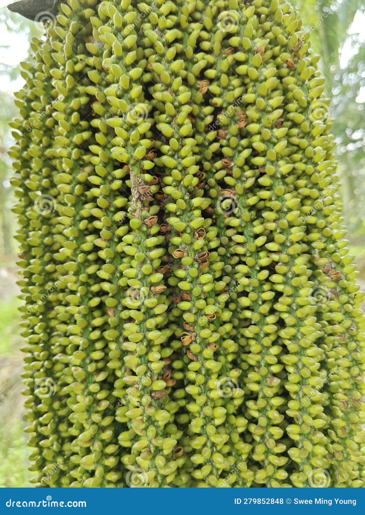 Wild Caryota Mitis Tree Growing in Wild Plantation Stock Photo - Image ...