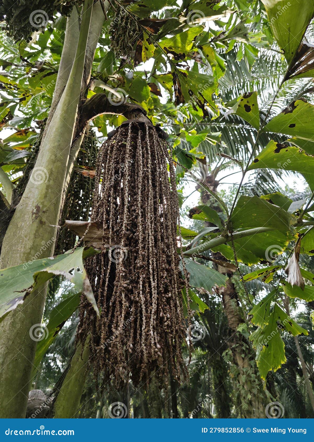 Wild Caryota Mitis Tree Growing in Wild Plantation Stock Photo - Image ...