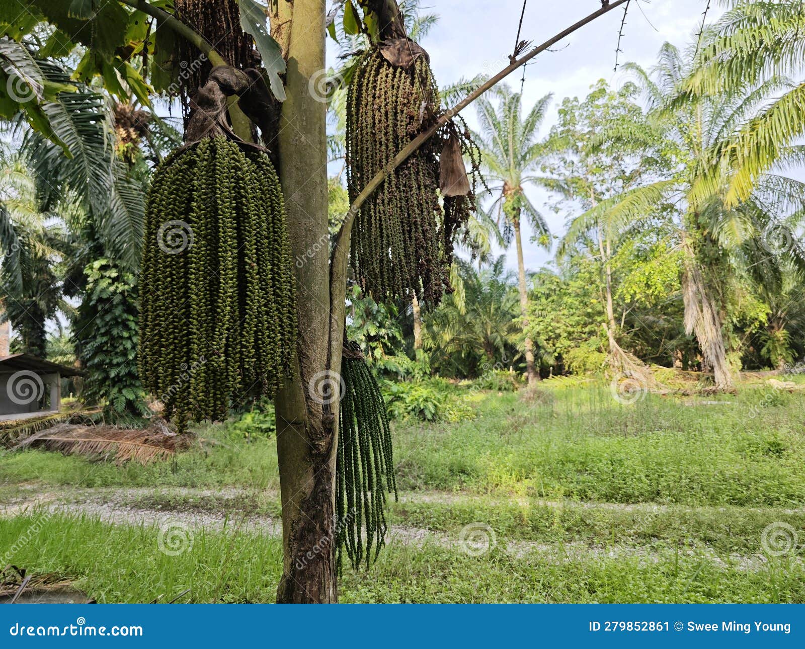 Wild Caryota Mitis Tree Growing in Wild Plantation Stock Image - Image ...