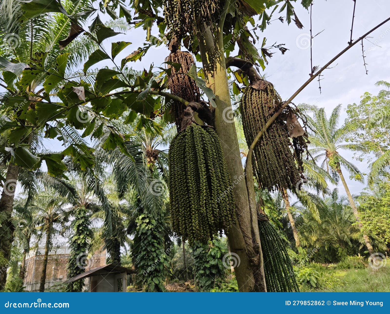 Wild Caryota Mitis Tree Growing in Wild Plantation Stock Photo - Image ...