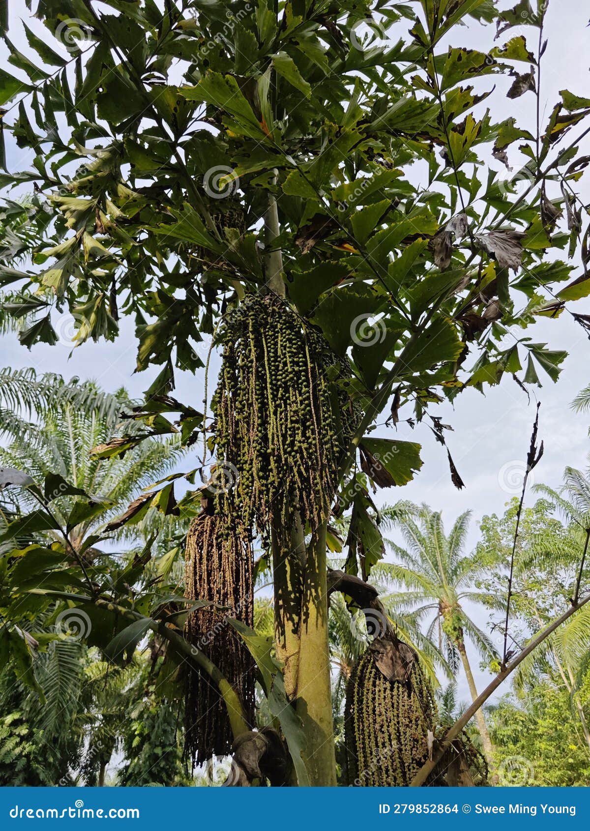 Wild Caryota Mitis Tree Growing in Wild Plantation Stock Photo - Image ...