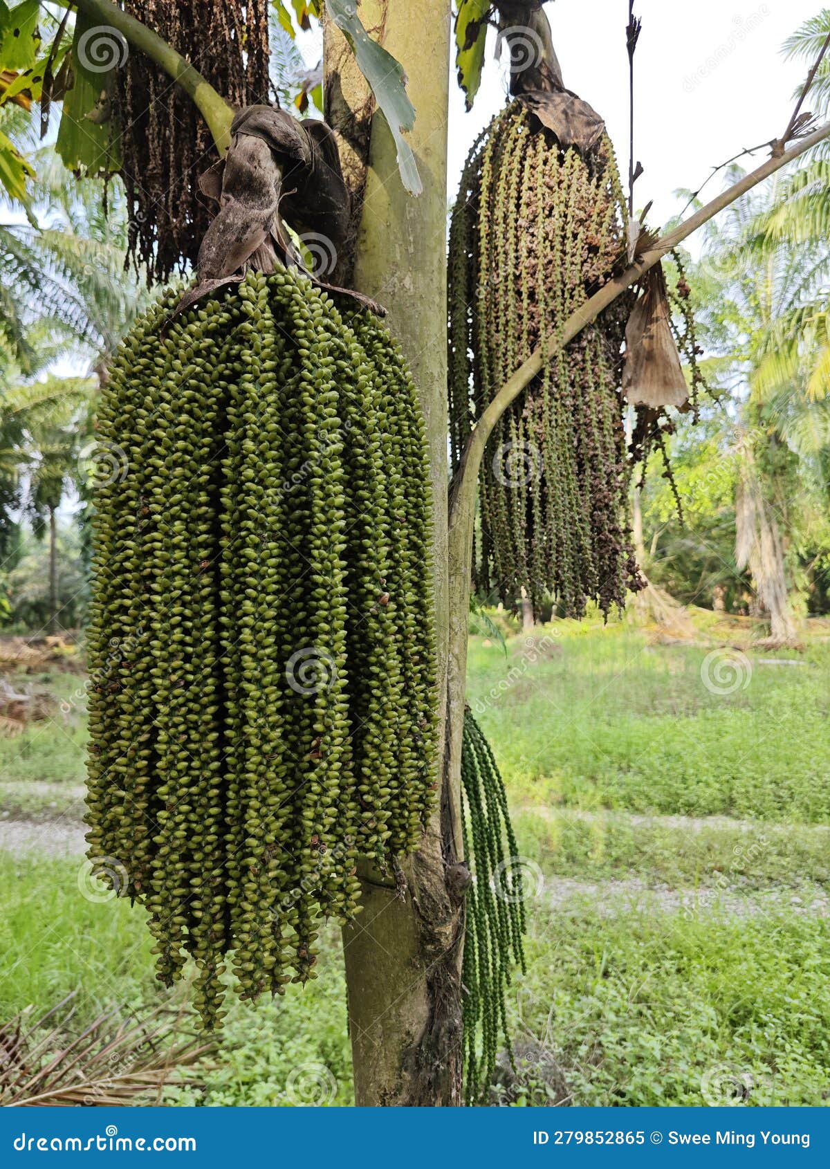 Wild Caryota Mitis Tree Growing in Wild Plantation Stock Image - Image ...