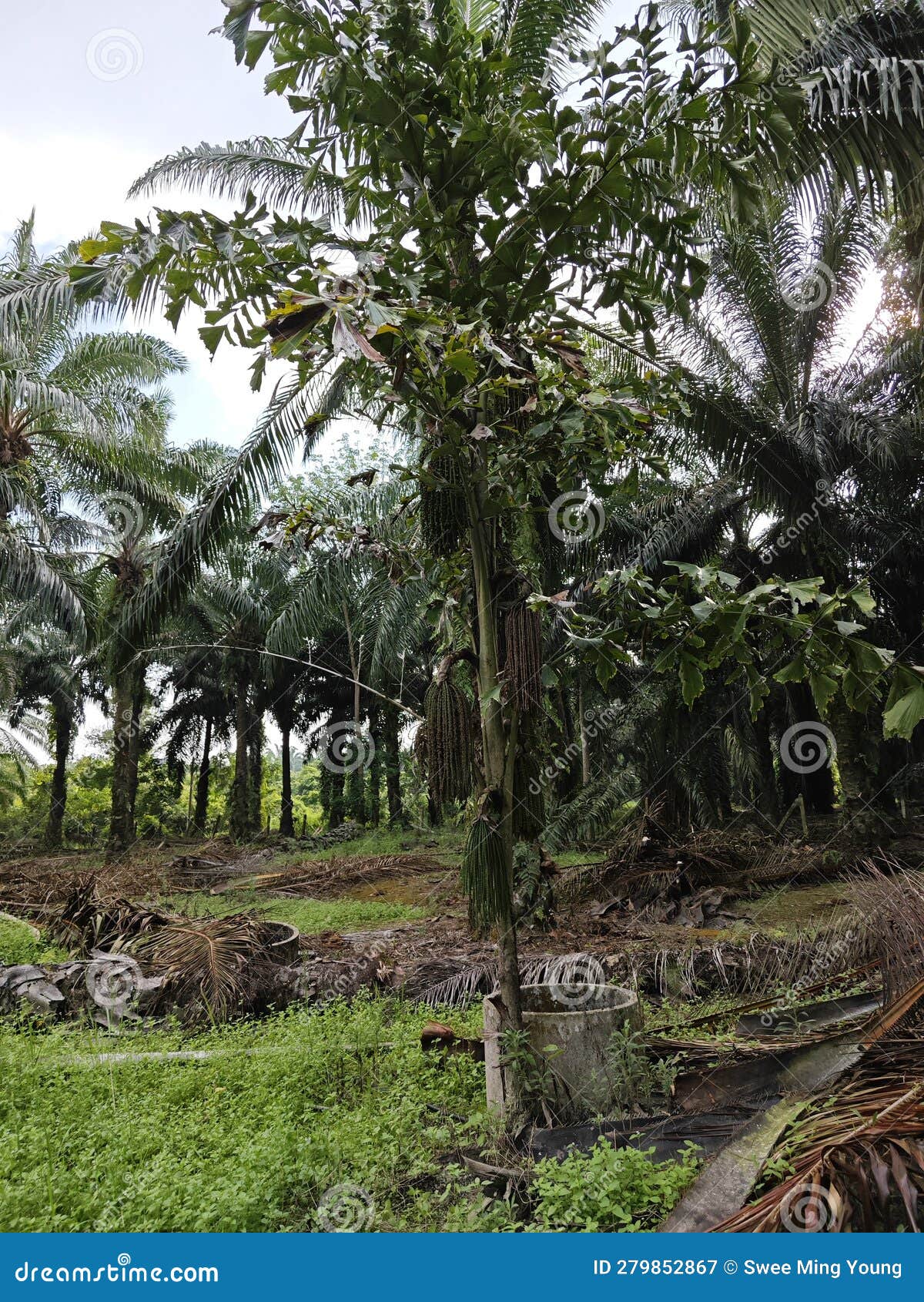 Wild Caryota Mitis Tree Growing in Wild Plantation Stock Image - Image ...