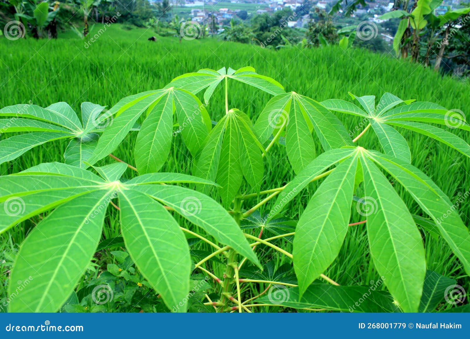 Fresh Cassava Plants are on the Edge of the Rice Fields Stock Image ...
