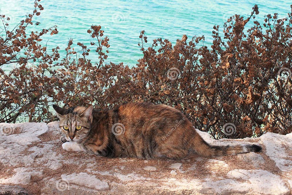 Wild cat stock image. Image of feline, tomcat, wild, bush - 27757365