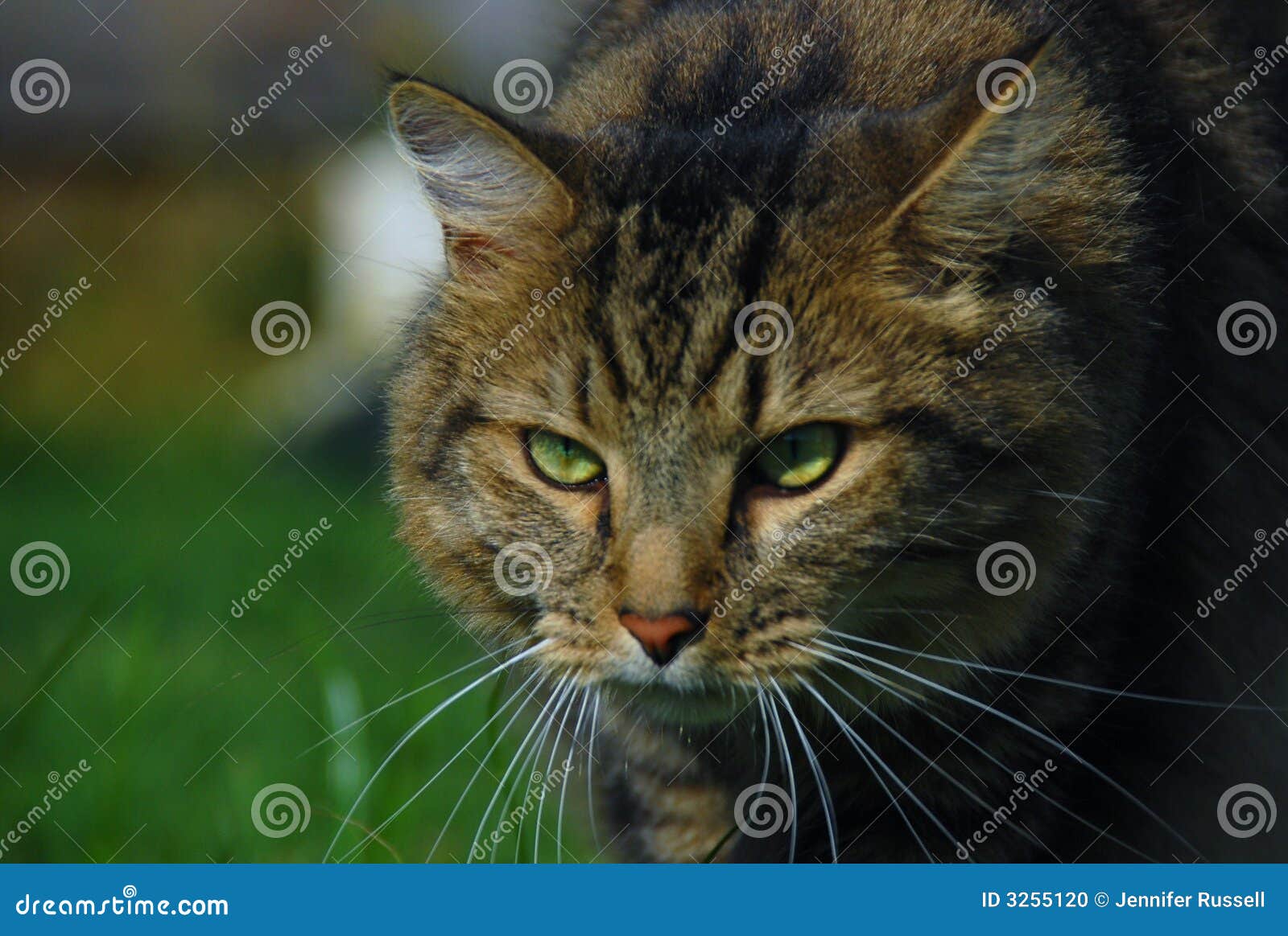 Wild cat stock photo. Image of prey, angry, forest, hunting - 3255120