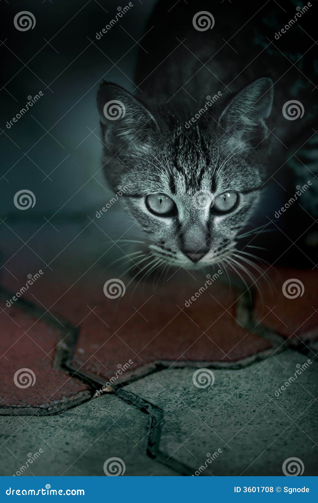 Wild Cat stock photo. Image of catamount, wild, pets, pussycat - 3601708