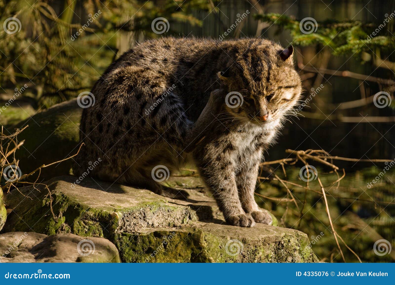 Wild cat stock photo. Image of black, silvestris, look - 4335076