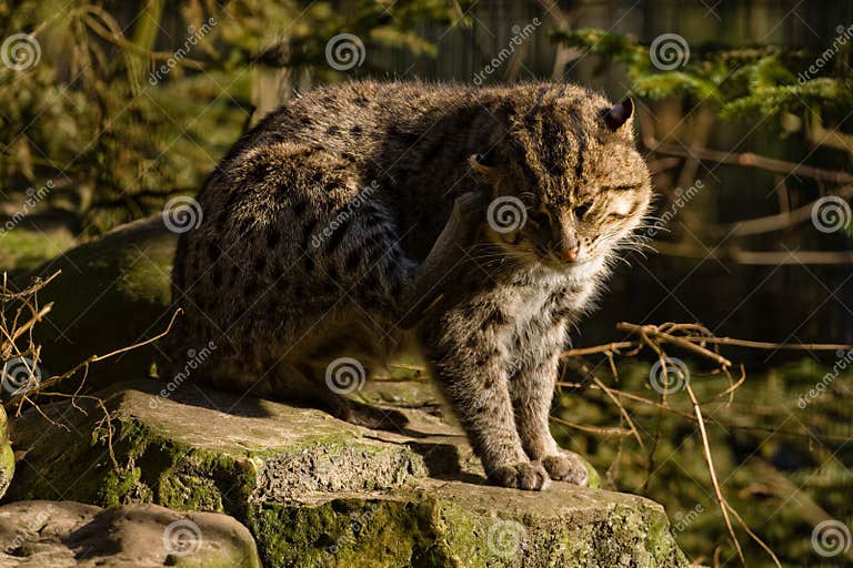 Wild cat stock photo. Image of black, silvestris, look - 4335076