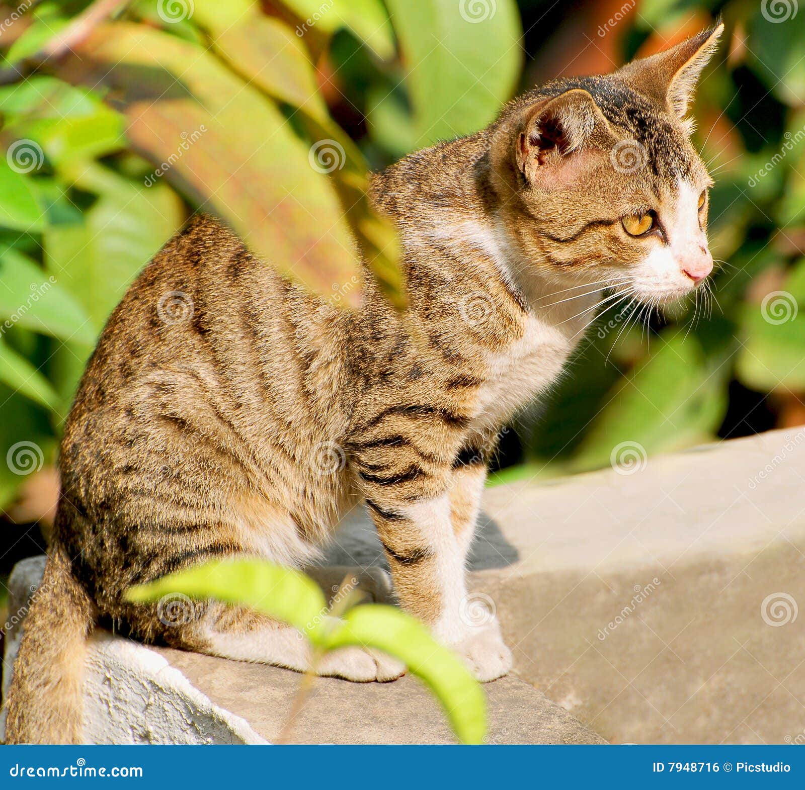 Wild cat stock photo. Image of feline, pose, baby, green - 7948716