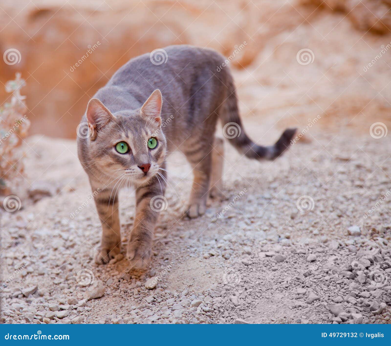 Wild cat approaching stock photo. Image of standing, fight - 49729132