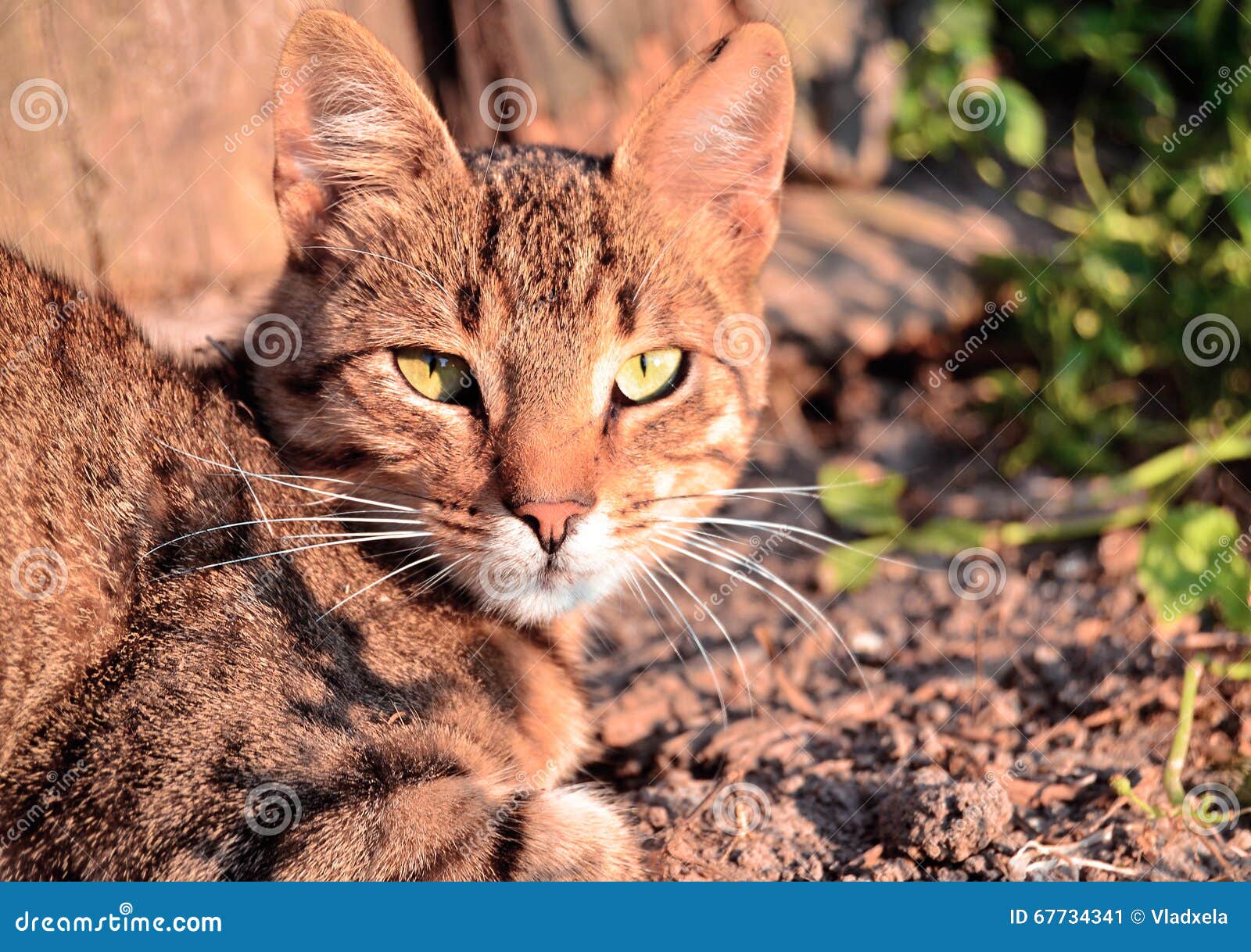 Wild cat stock image. Image of cats, equipment, looking - 67734341