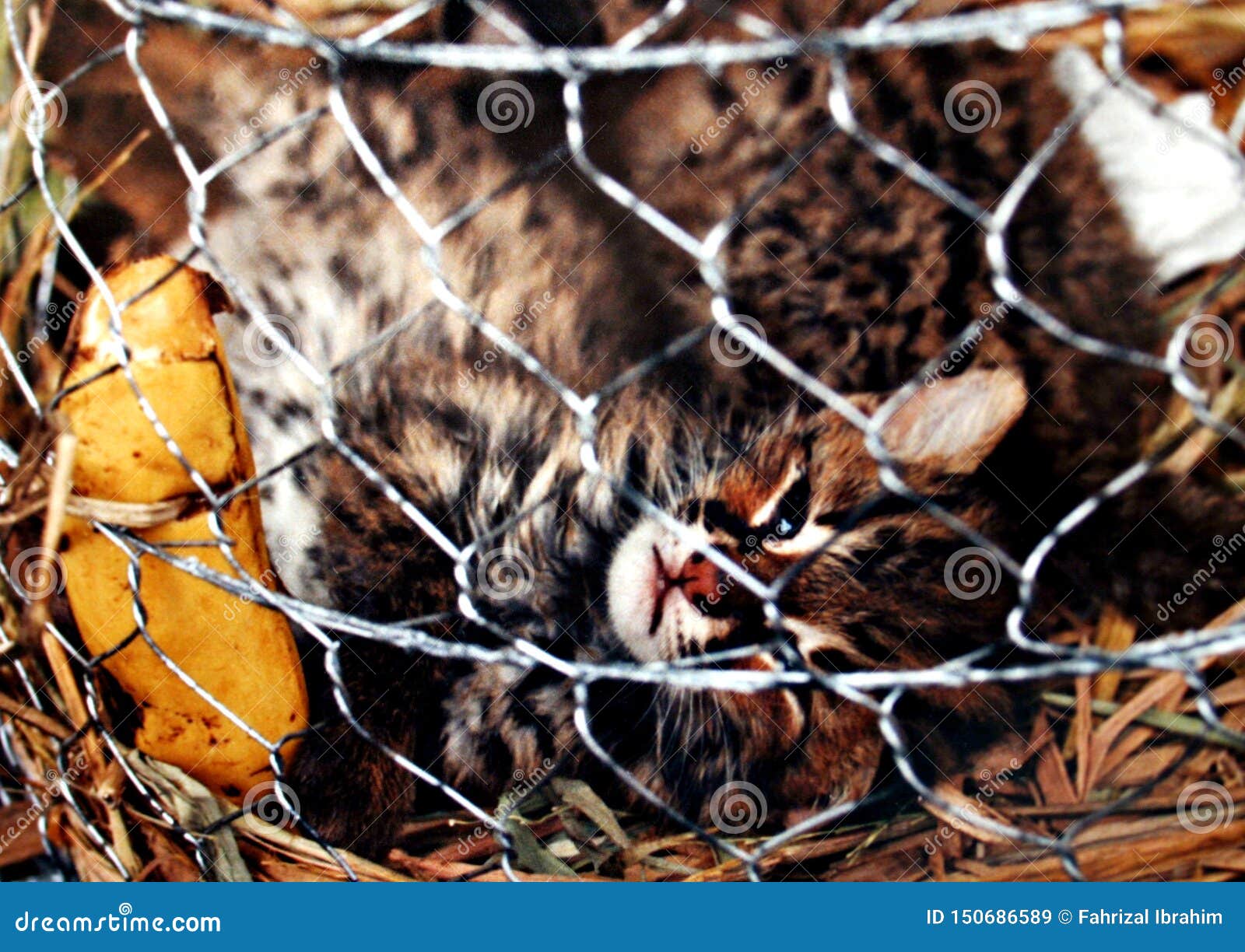 Wild Cat in the cage stock image. Image of banana, cats - 150686589