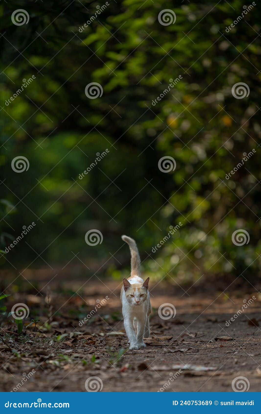 Wild cat in canopy stock image. Image of animal, sunlight - 240753689