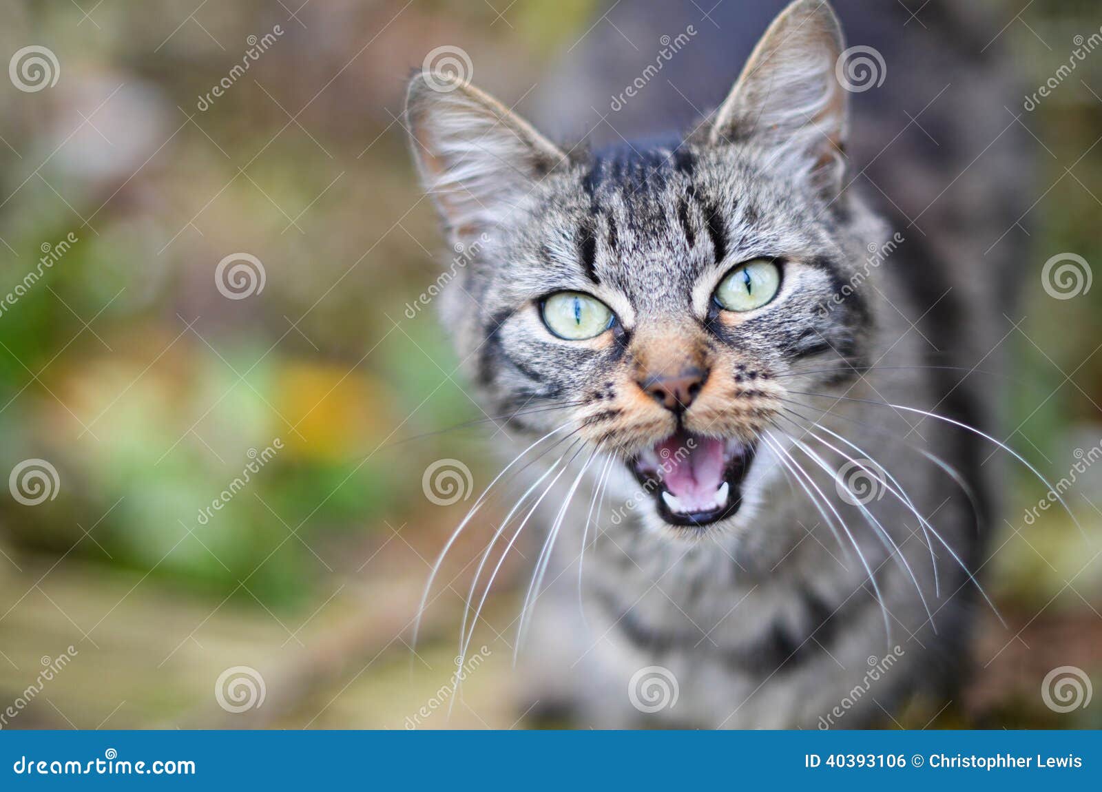 Wild Cat stock photo. Image of adorable, bright, camera - 40393106