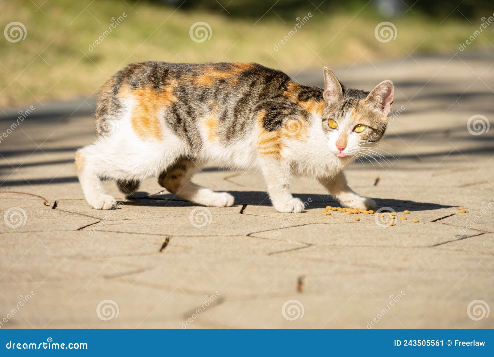 Wild Cat Eating Food on the Ground Stock Image - Image of animal, lick ...