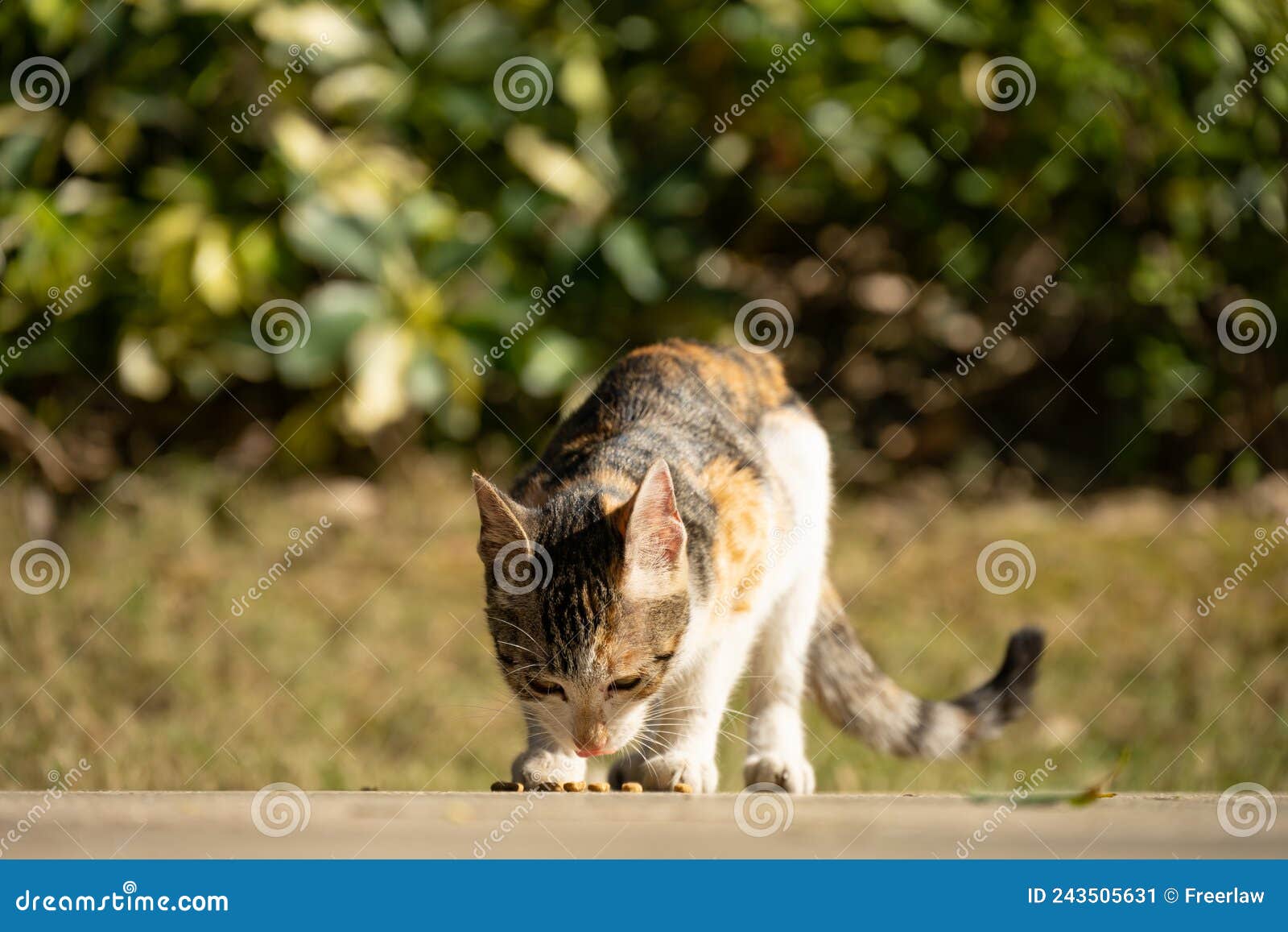 Wild Cat Eating Food on the Ground Stock Image - Image of park, eating ...