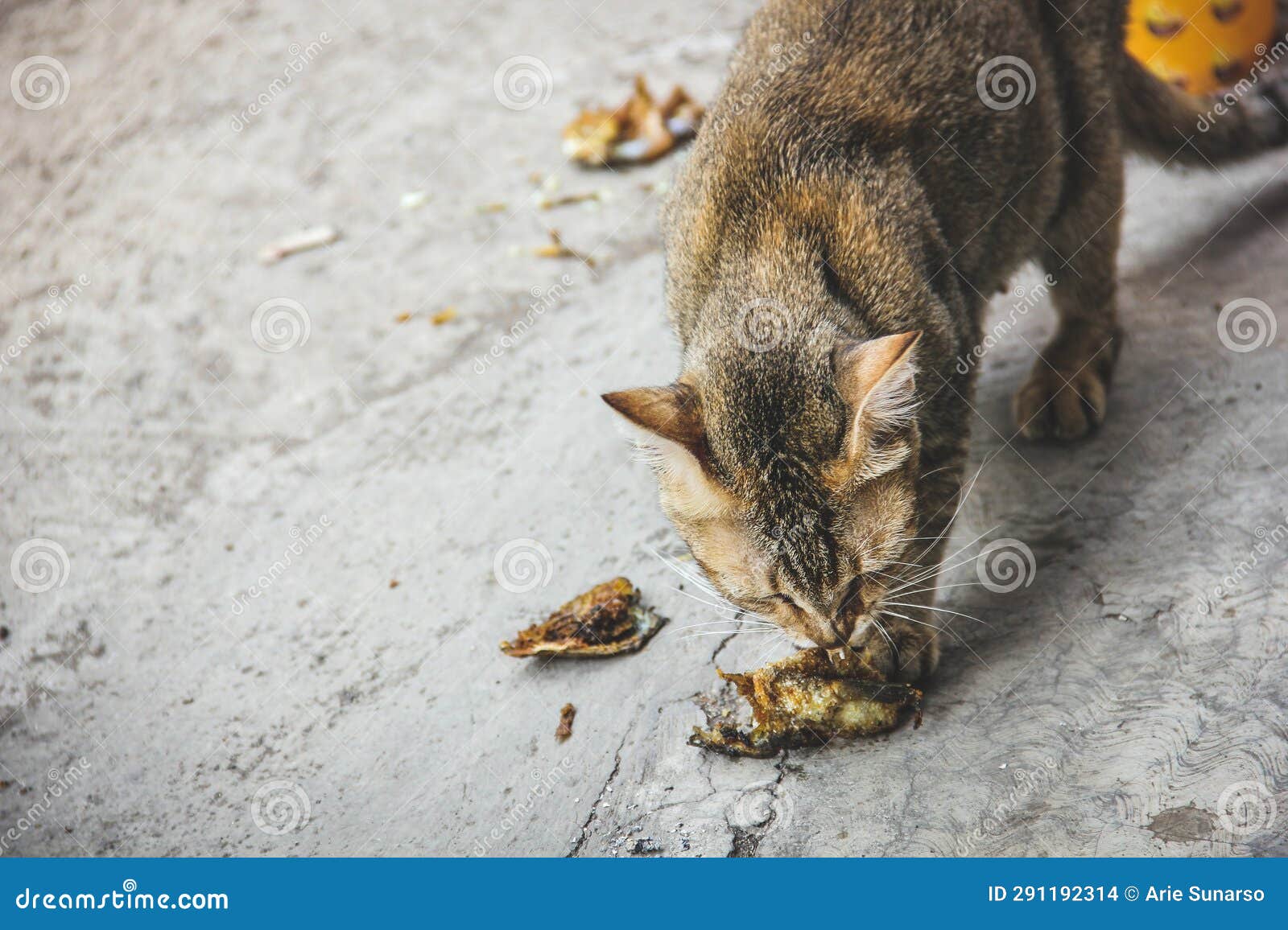 Cat Eating Squirrel