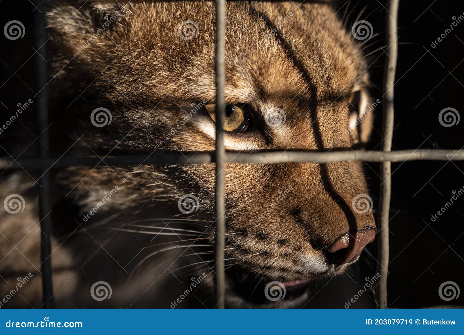 Wild Cat Face Close Up in a Cage Stock Image - Image of bobcat, lynx ...