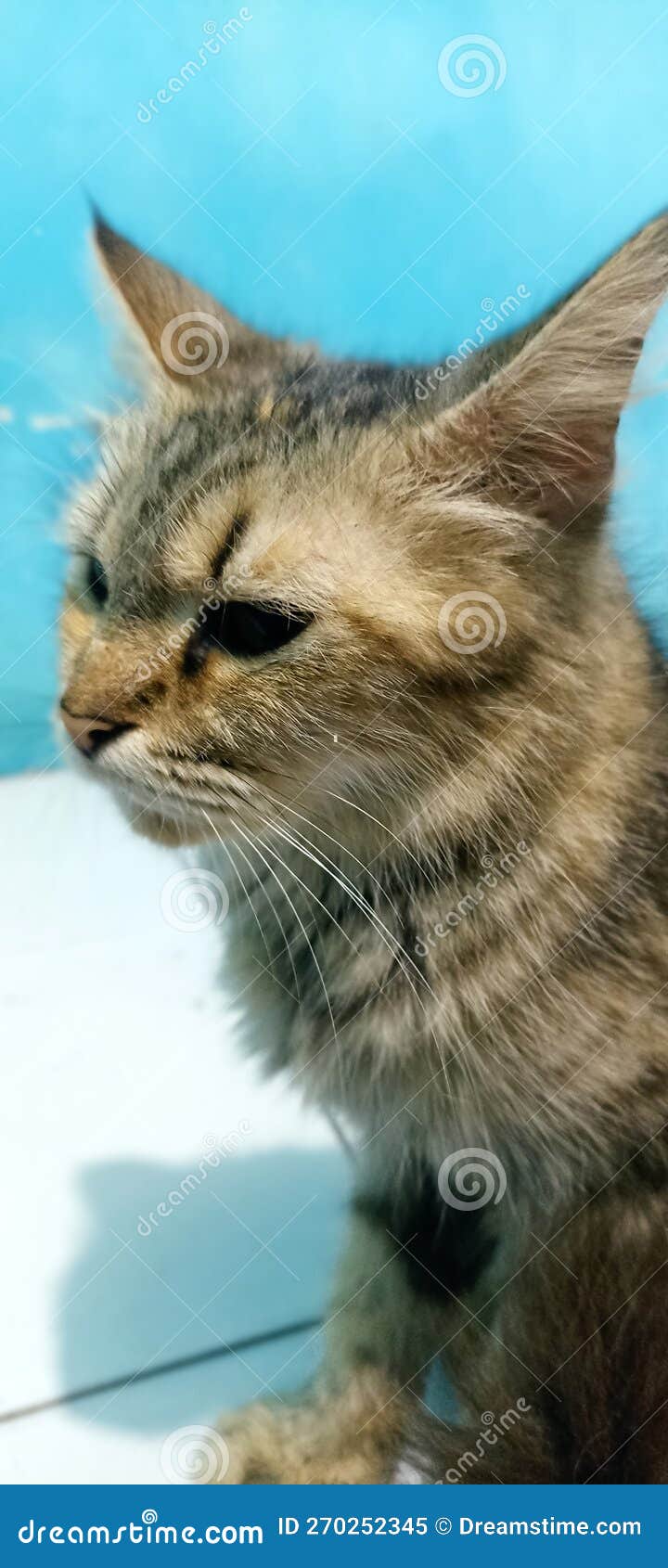 Wild Cat Focus To Something Stock Image - Image of nose, mammal: 270252345