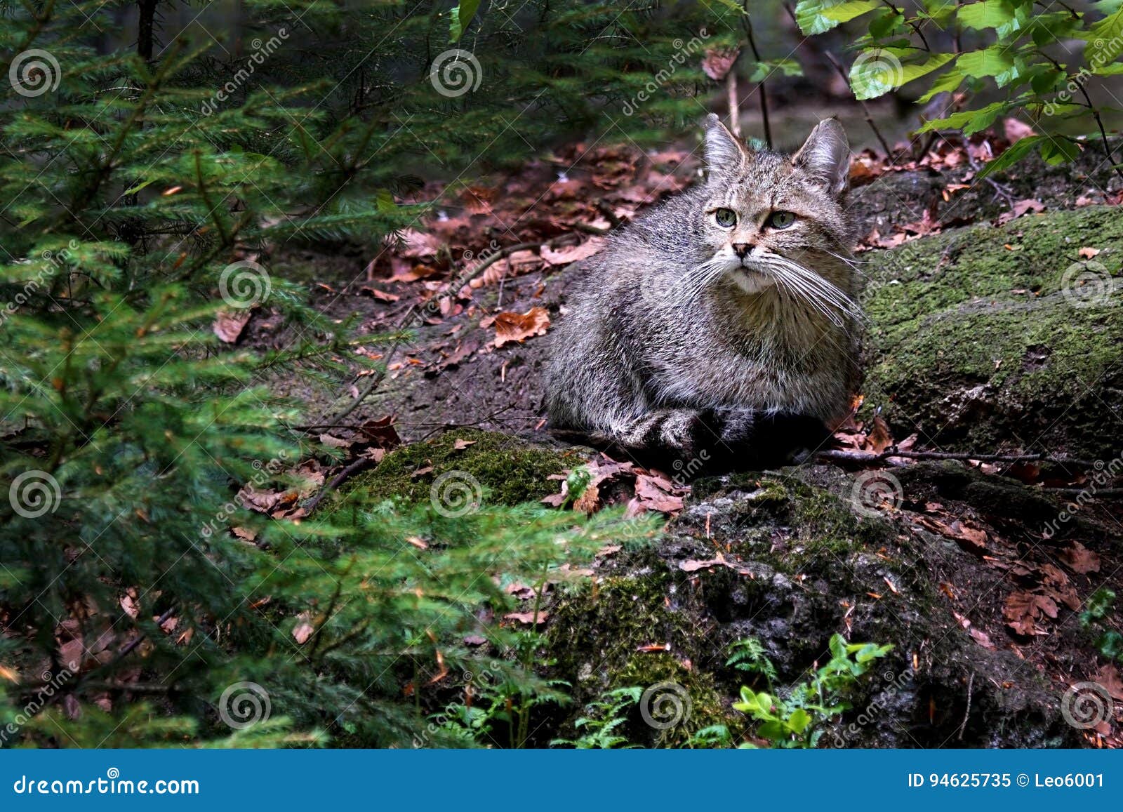 Wild cat stock image. Image of wildcat, wild, animal - 94625735