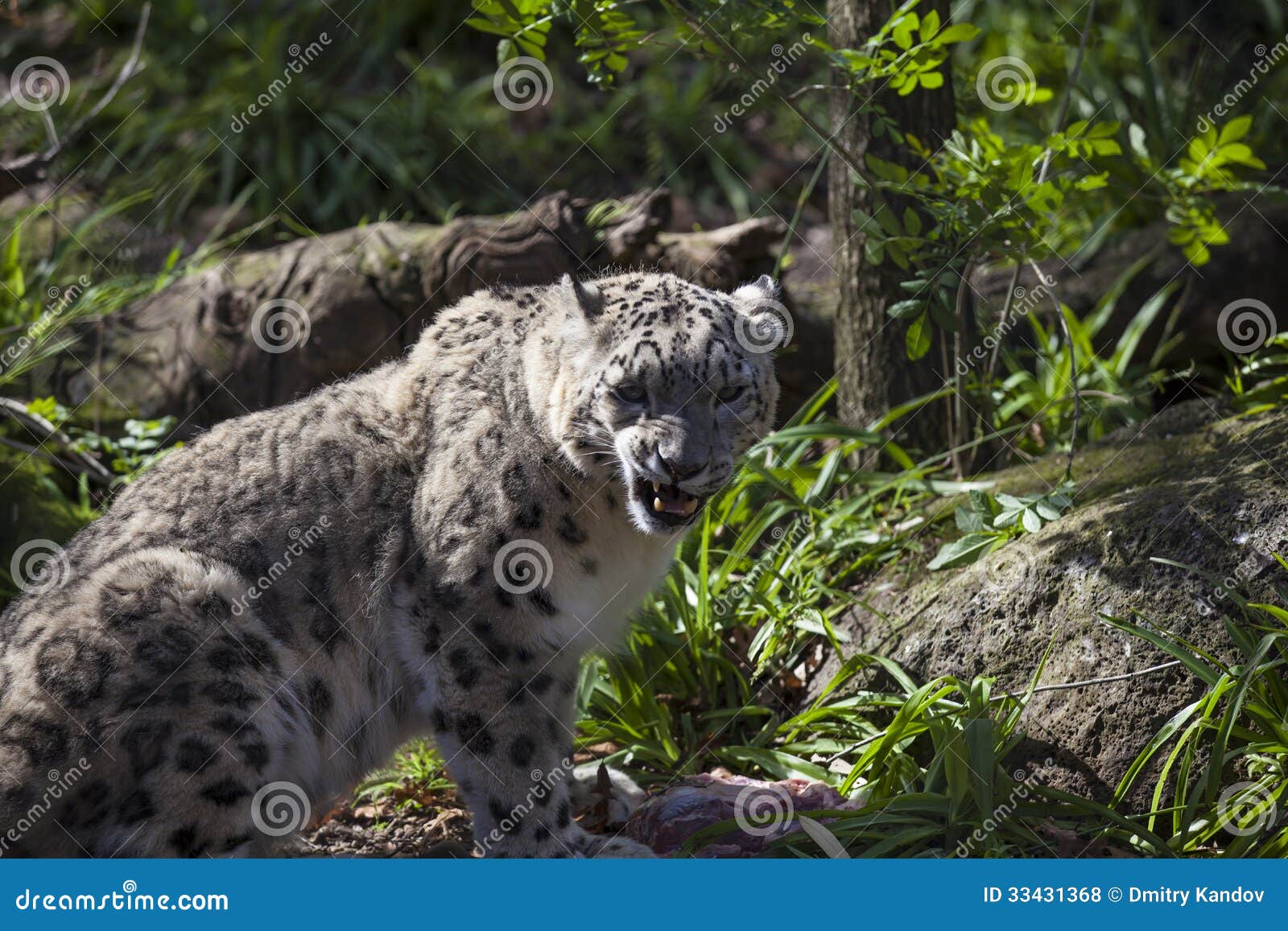 Wild cat stock photo. Image of snarls, background, closeup - 33431368