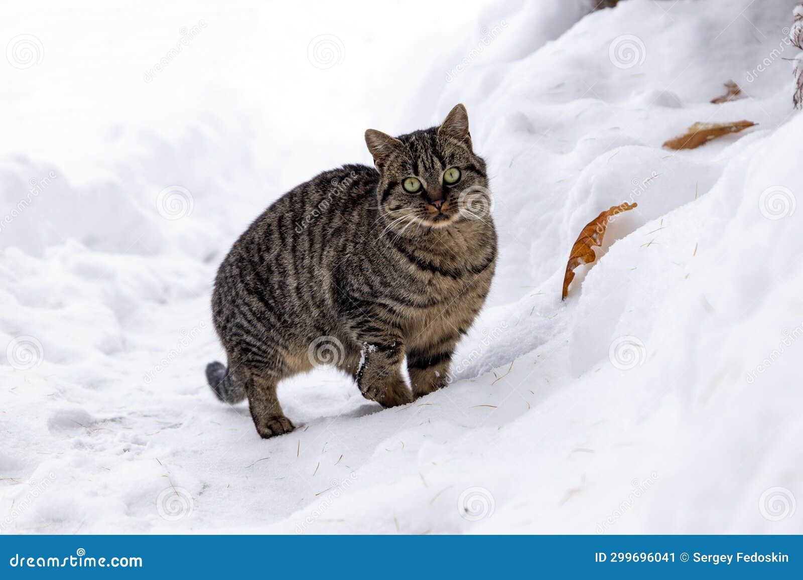 A Wild Cat Hunts in a Snowy Forest in Winter Stock Image - Image of ...