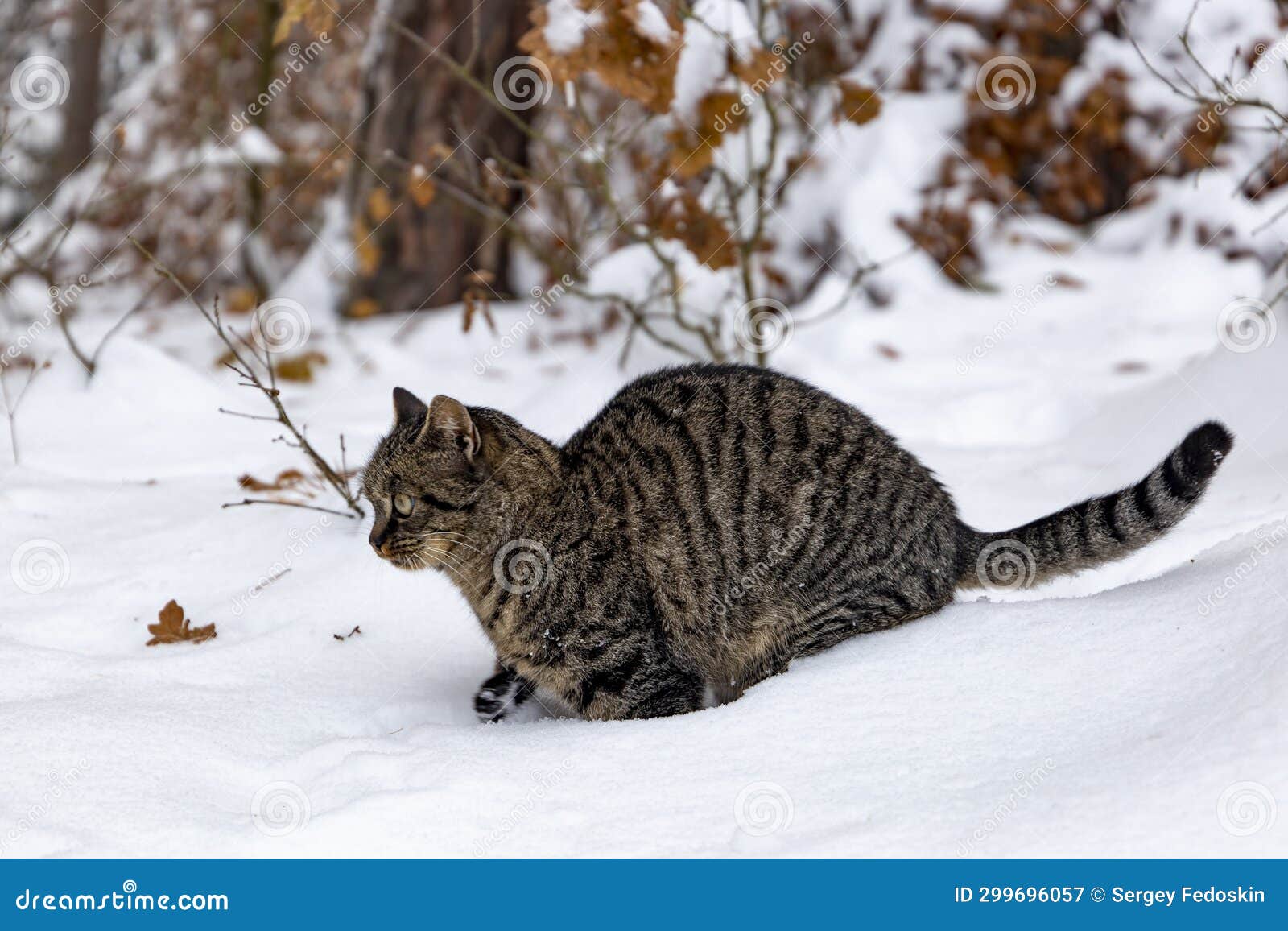 A Wild Cat Hunts in a Snowy Forest in Winter Stock Image - Image of ...