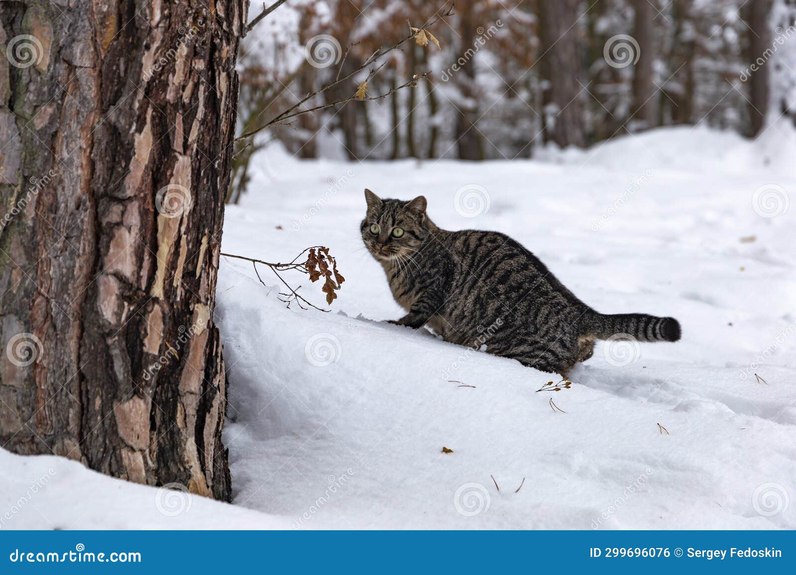 A Wild Cat Hunts in a Snowy Forest in Winter Stock Photo - Image of ...