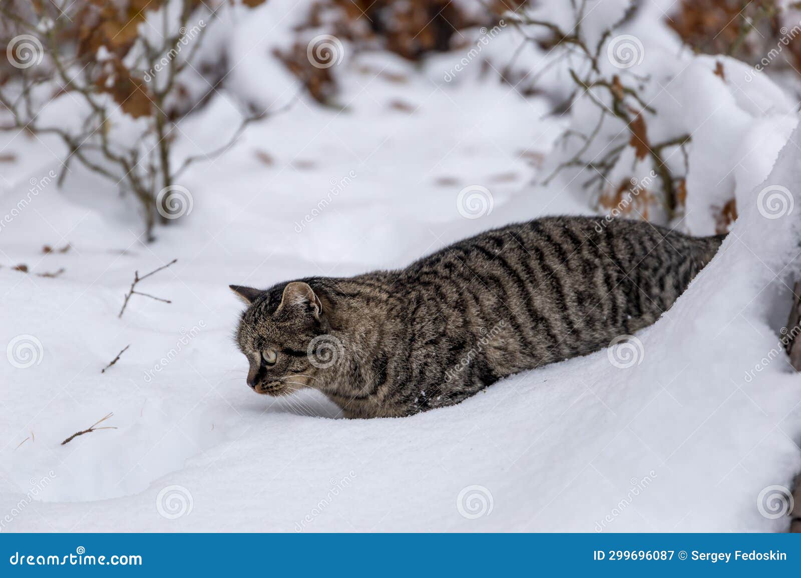 A Wild Cat Hunts in a Snowy Forest in Winter Stock Image - Image of ...