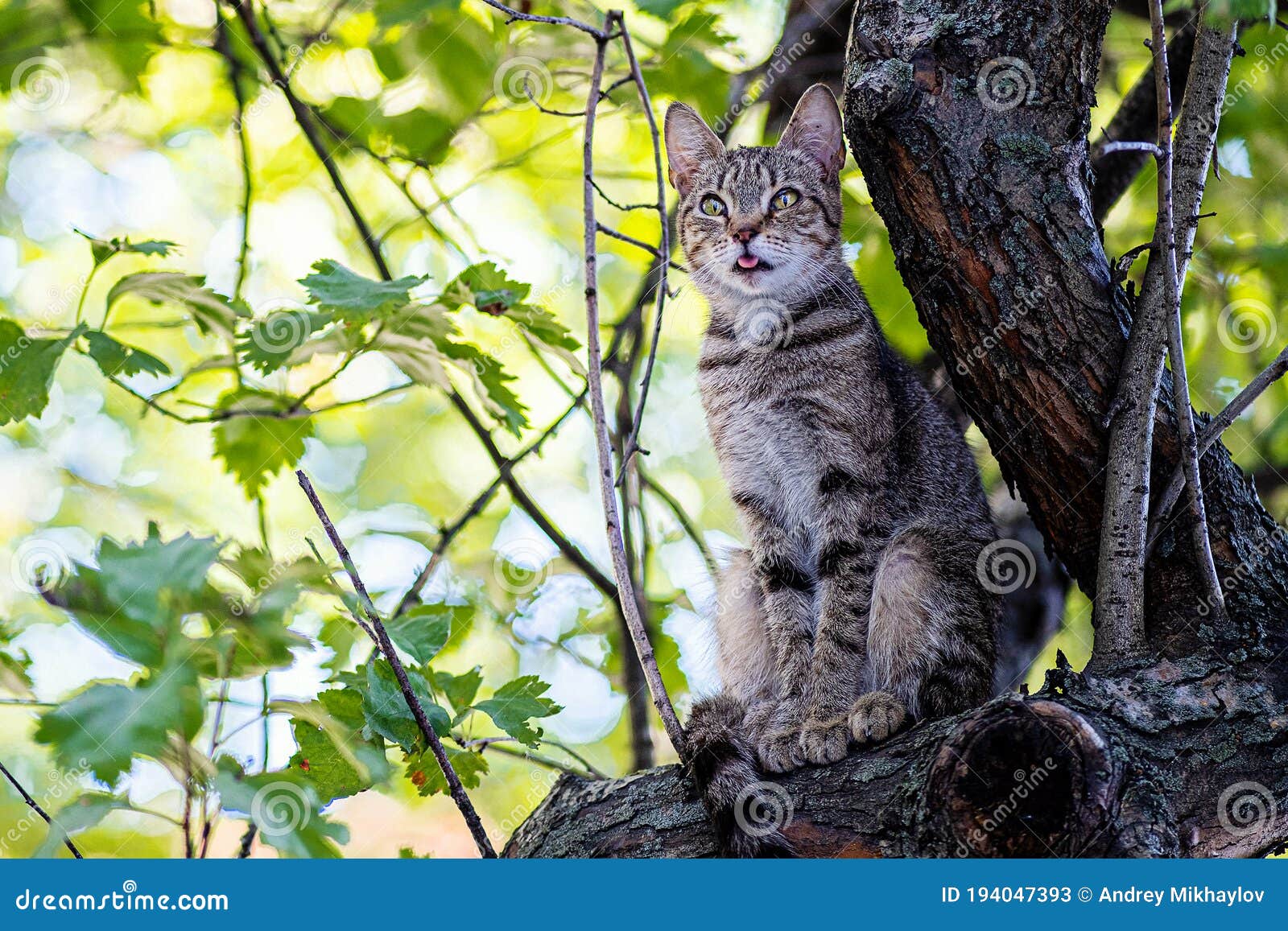 Unwary Bird Stock Photos - Free & Royalty-Free Stock Photos from Dreamstime