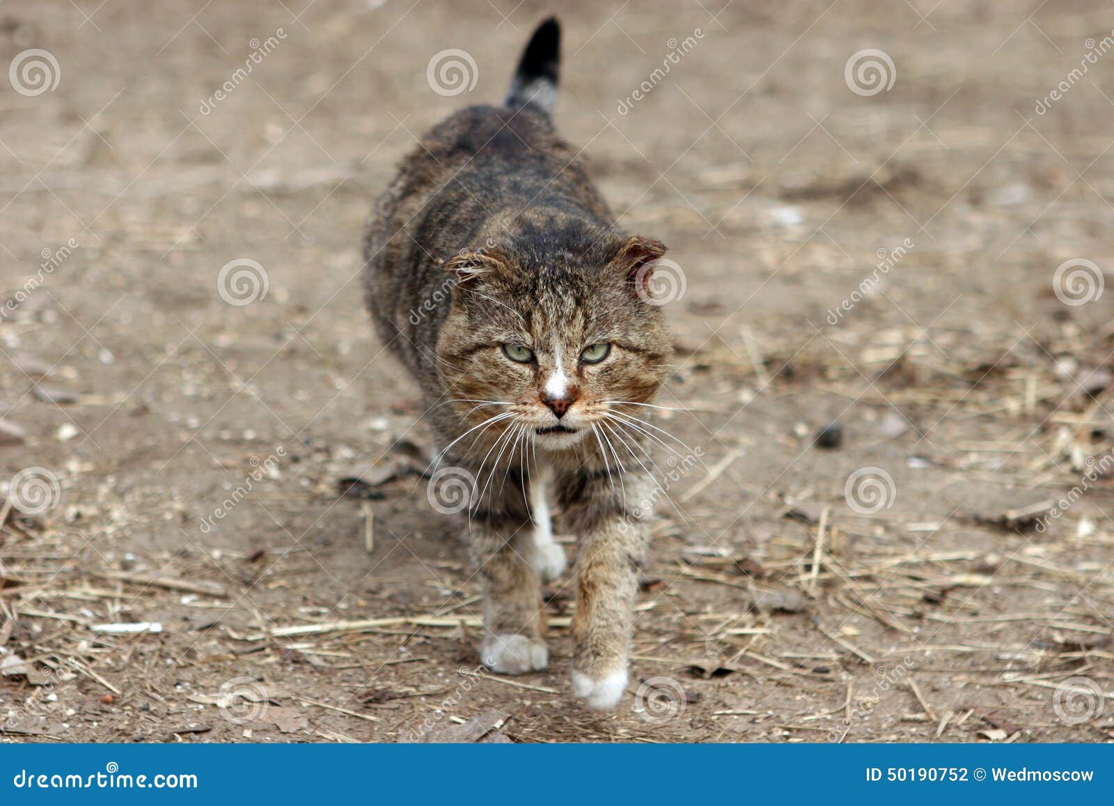 Wild cat stock photo. Image of bokeh, horror, animal - 50190752
