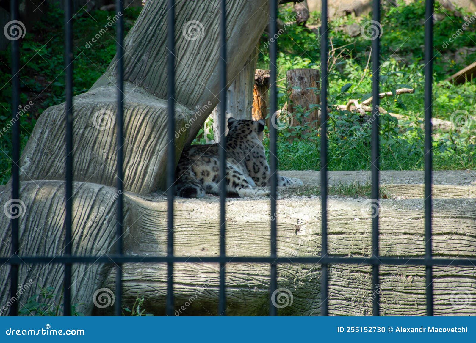 Wild Cat, Leopard, in a Zoo Behind Bars Stock Photo - Image of ...