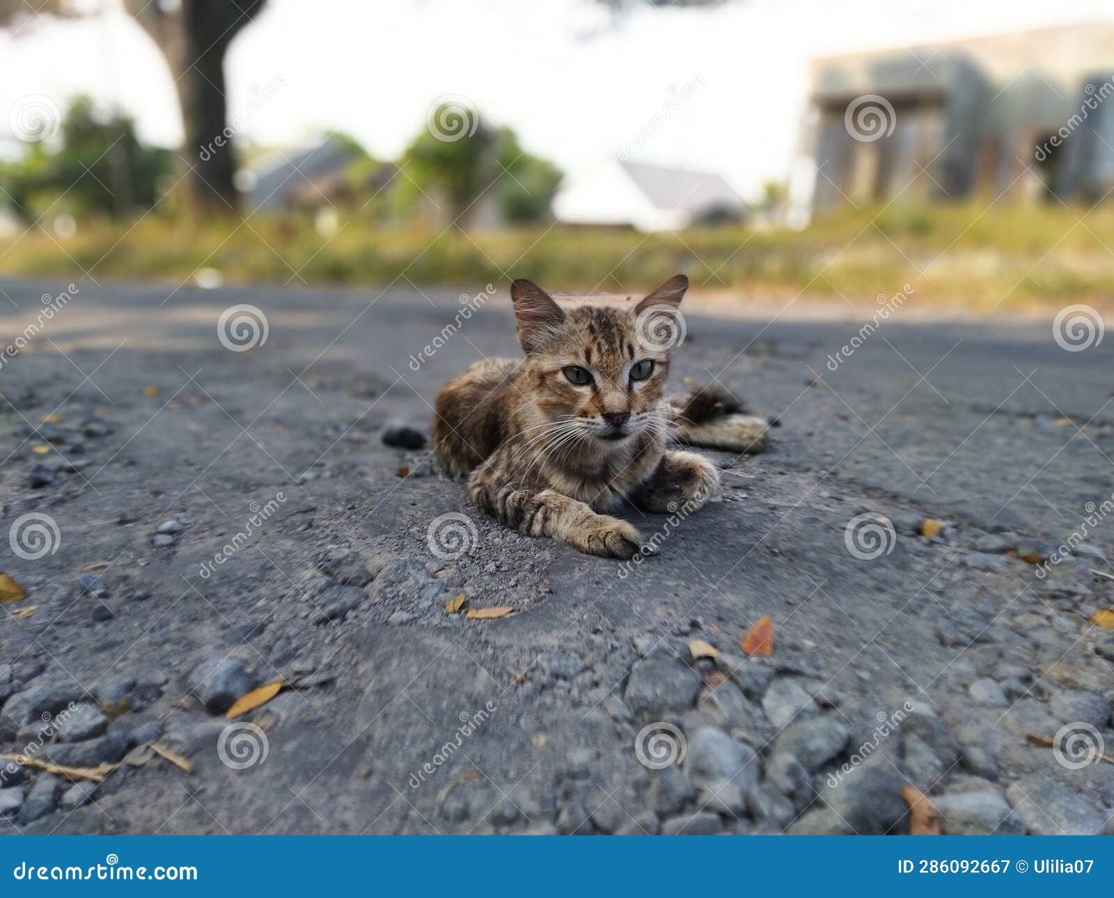 Wild Cat in the Middle of the Road Stock Image - Image of pedestrian ...
