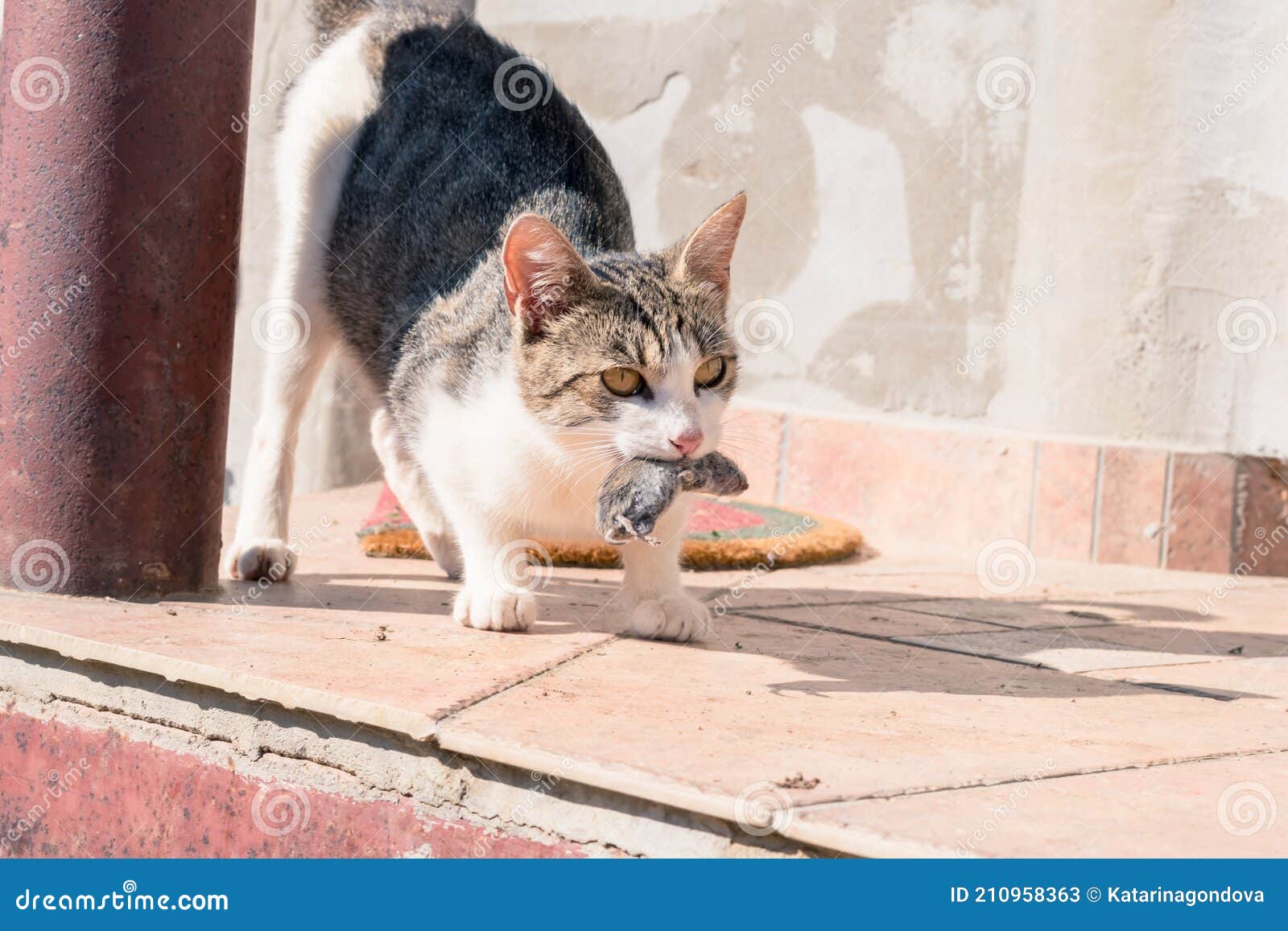 Cat with its mouse catch stock image. Image of nature - 210958363