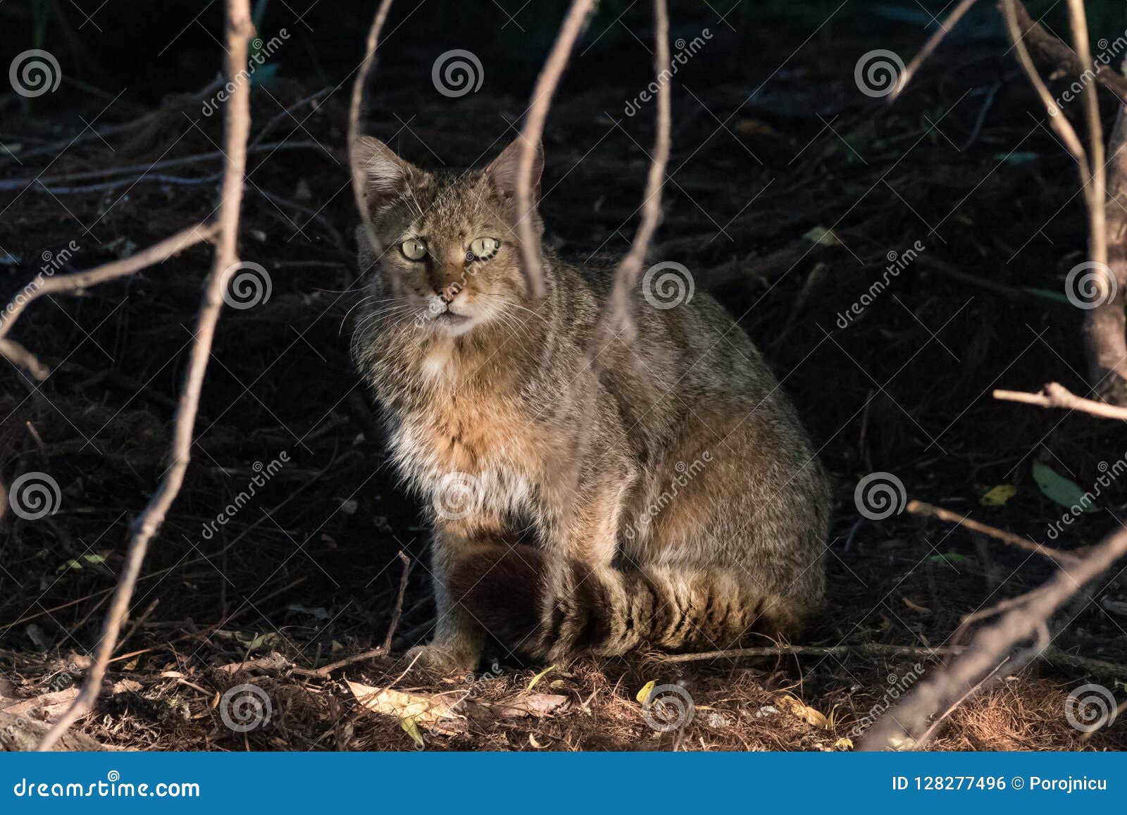 Wild Cat in Natural Habitat Stock Photo - Image of fauna, kitten: 128277496